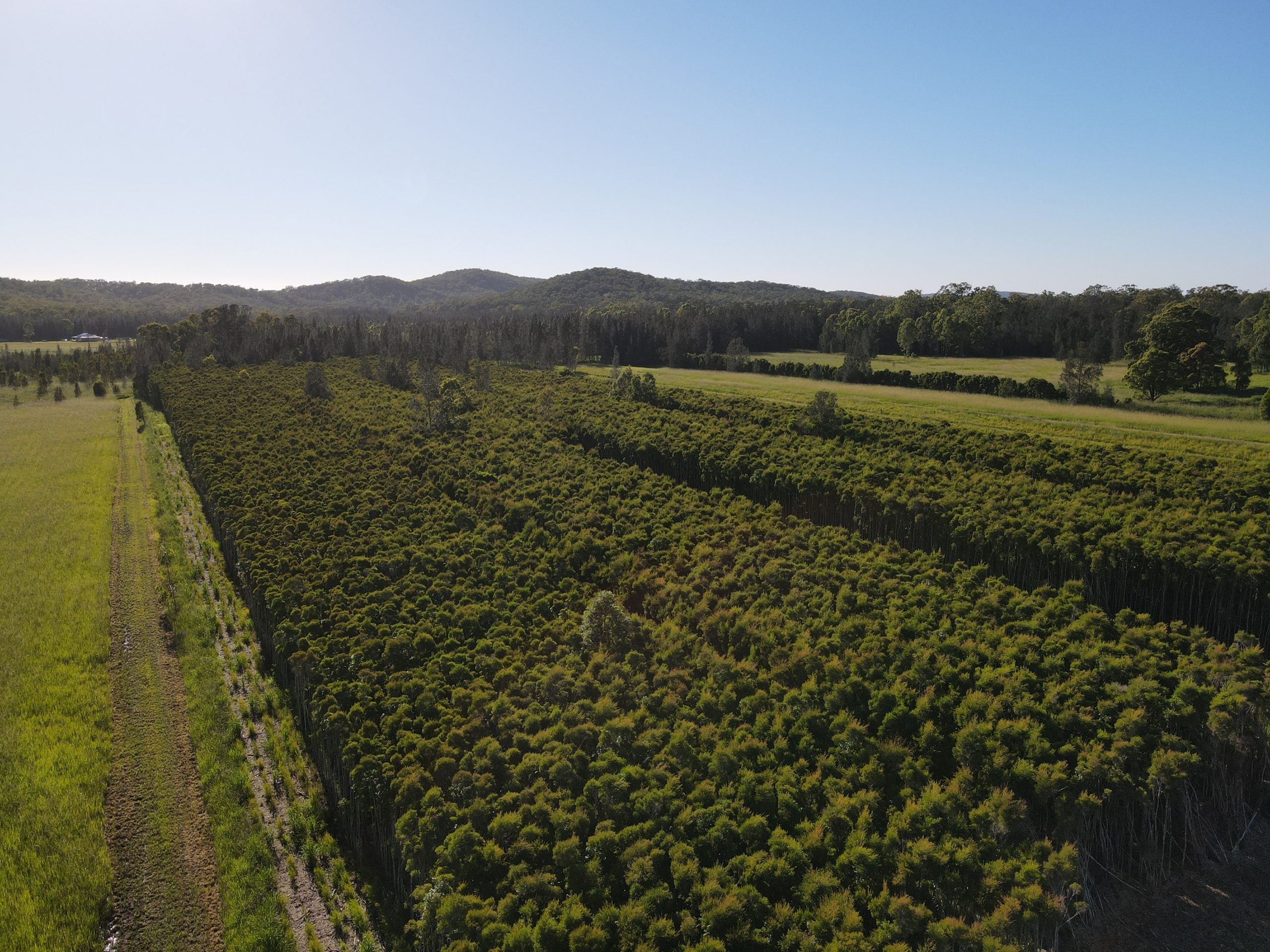 Heal Country! Introducing Brittney Paulson for NAIDOC week 2021 ...