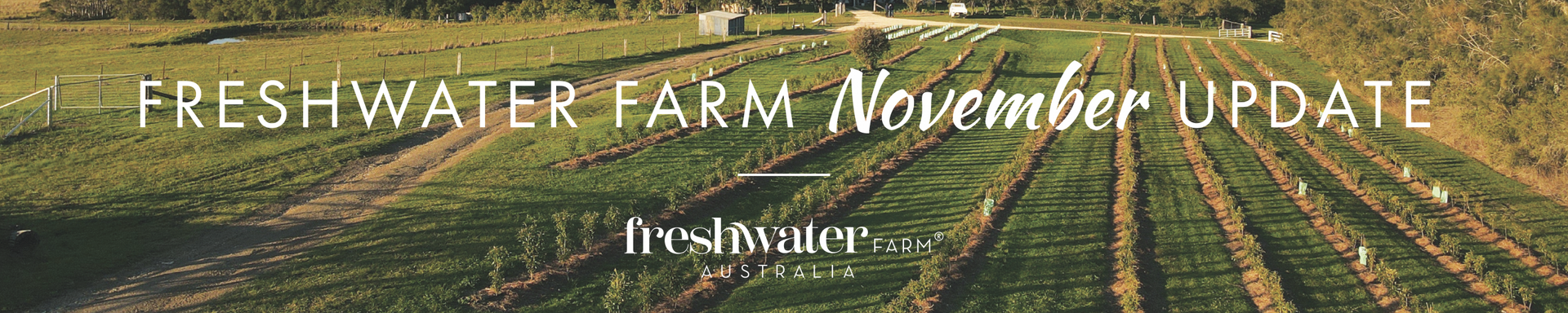 Freshwater Farm November Update - Freshwater Farm – FreshwaterFarm